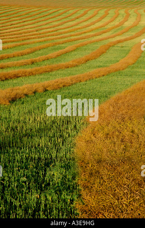 Rows of canola windrows Stock Photo - Alamy
