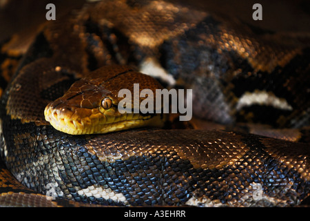 Reticulated Python (Python reticulatus), zoo, Bali, Indonesia Stock ...