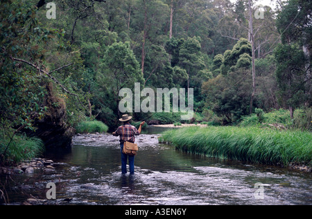 Fly fishing for trout Delatite River near Mansfield Victorian Alps NE ...