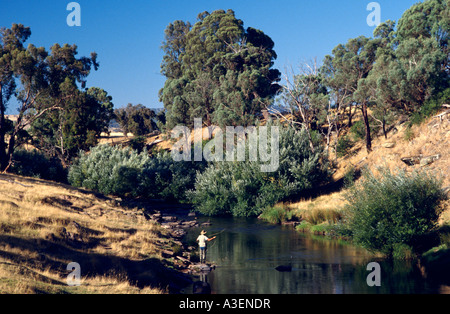 Fly fishing for trout Delatite River near Mansfield Victorian Alps NE ...