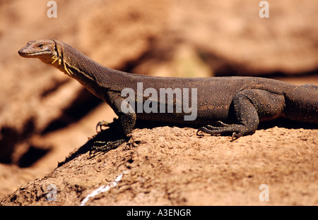 A Merten's Water Monitor lizard (Varanus mertensi) basking on rocks at ...