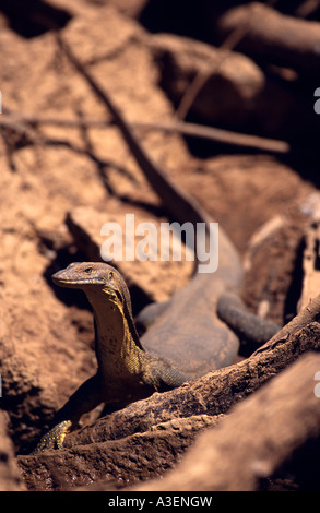 Merten's water monitor goanna lizard at Howard Springs, Darwin ...