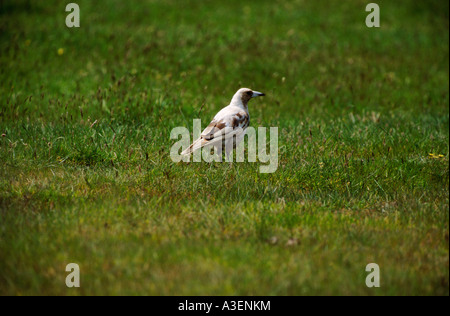 Albino Australian magpie Stock Photo - Alamy