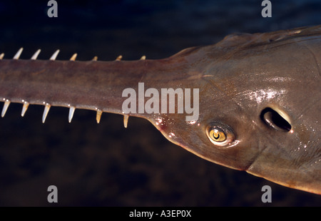 Pristis microdon Stock Photo - Alamy