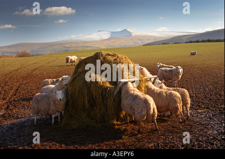 Sheep feeding, Brecon Beacons National Park, Wales, United Kingdom ...