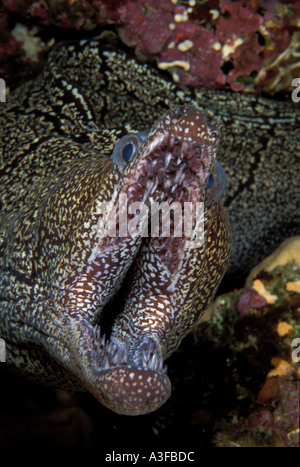 Mosaic Moray Enchelycore ramosa Stock Photo - Alamy