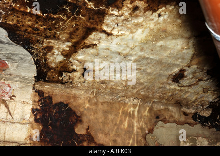 mycelium and hyphae of dry rot fungus growing on wooden parquet floor ...