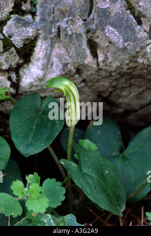 Friar's-cowl (Arisarum vulgare Stock Photo - Alamy
