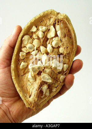 Seeds inside the fruit of the baobab tree Stock Photo - Alamy