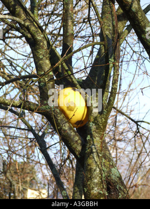 child's football stuck in tree Stock Photo - Alamy