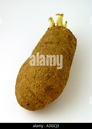 African white yam plants (Dioscorea rotundata) growing on plantation ...