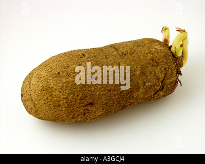 African white yam plants (Dioscorea rotundata) growing on plantation ...