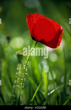 wild red flower, poppy, Papaver rhoeas with green background macro ...