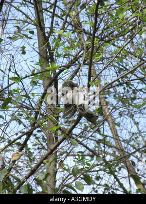 one burst ball stuck in trees in park Stock Photo - Alamy