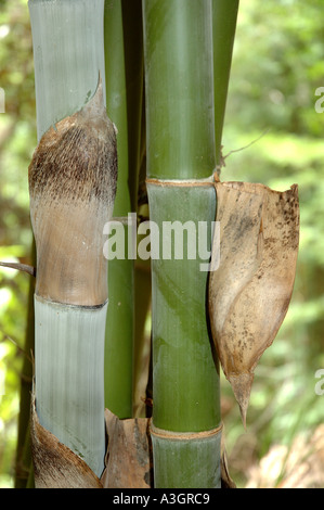 Dendrocalamus strictus hardy bamboo drought tolerant Kataila Karail ...