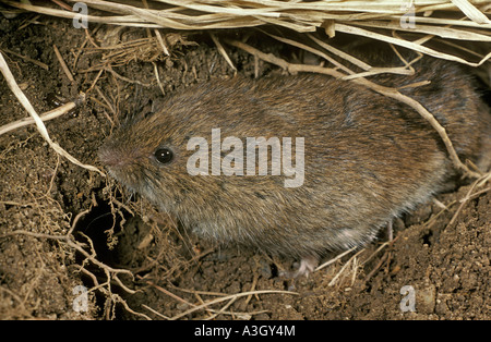Meadow Vole (Microtus pennsylvanicus Stock Photo - Alamy