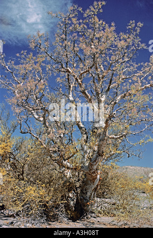 elephant trees, bursera microphylla, baja California, Mexico, trees ...