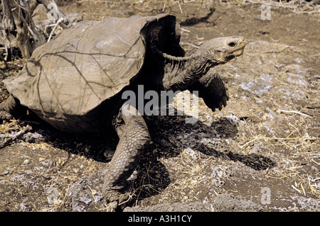 Galapagos giant tortoises (Geochelone spp) eating grass at Puerto Ayora ...
