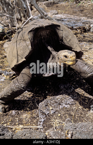 Galapagos giant tortoises, Geochelone spp, face after a meal of grass ...