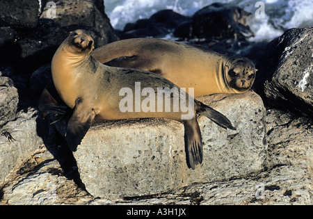 Sunning Sea Lions Stock Photo - Alamy