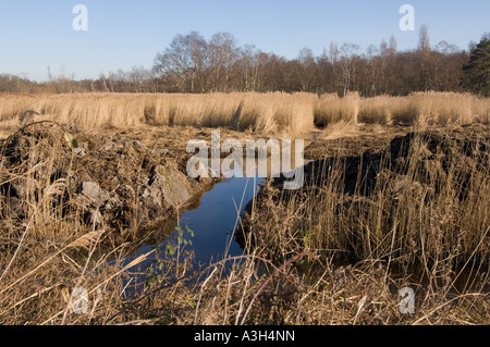 Reeds Harvest at How Hill in the Norfolk Broads, How Hill, East Anglia ...