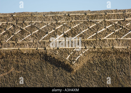 Close-up of Norfolk reed thatch on a cottage roof Stock Photo - Alamy