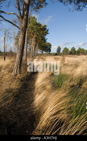 Thursley Common Heathland Reserve SSSI Stock Photo - Alamy