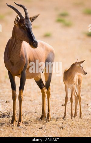 Topi (Damaliscus lunatus) mother and calf Stock Photo - Alamy