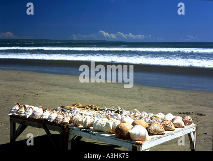 Sea shells for sale, Kuta Beach, Bali, Indonesia Stock Photo - Alamy