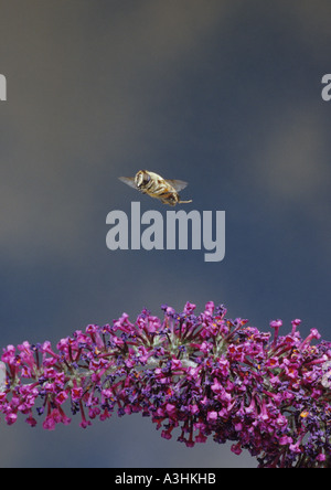 Drone Fly (Eristalis tenax) flying Stock Photo - Alamy