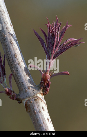 Elder tree sprouting in spring Stock Photo - Alamy