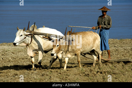 Plough yoke A traditional wooden plough and yoke from Ratnagiri Stock ...