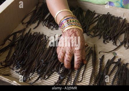 Women sorting cured vanilla beans Stock Photo - Alamy