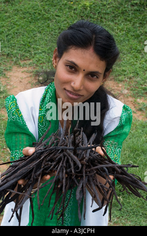 Women sorting cured vanilla beans Stock Photo - Alamy