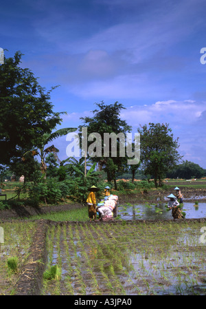 A traditional method in Java, Indonesia for storing and hanging dry ...