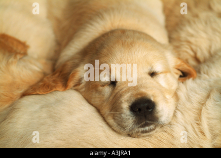 Puppy Golden retriever dog sleeping in studio with brown background ...