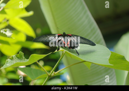 Selective focus shot of a butterfly on a green leaf Stock Photo - Alamy