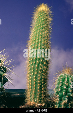 Austrocephalocereus dybowskii Stock Photo - Alamy