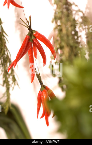Hot chili paprika pepper hanged on a string for drying Stock Photo - Alamy