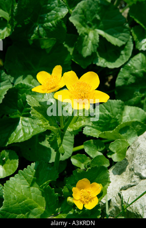 marsh marigold flowers Stock Photo - Alamy
