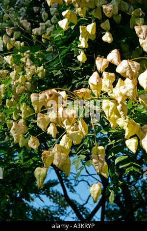 Golden Raintree with Fruit (Koelreuteria paniculata), Panicled Golden ...