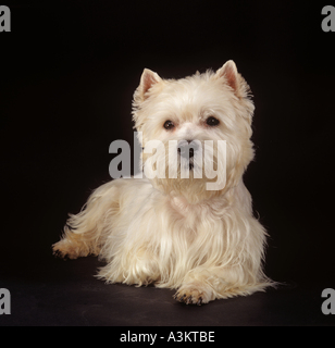 A West Highland White Terrier is lying on the sandy beach by the sea ...