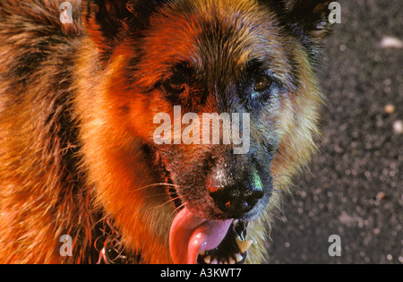 Close-up of German Shepherd growling Stock Photo - Alamy