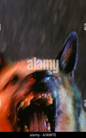 German Shepherd dog snarling and growling in mad frenzy, possibly with ...