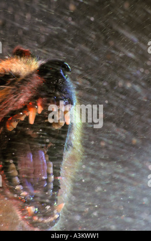 German Shepherd dog snarling and growling in mad frenzy, possibly with ...