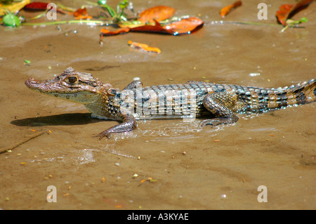 Spectacled Caiman (Caiman crocodilus) immature, resting on bank Stock ...