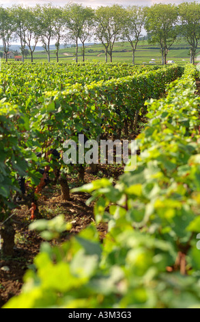 FRANCE BURGUNDY POMMARD GRAPE HARVEST Stock Photo: 10891319 - Alamy