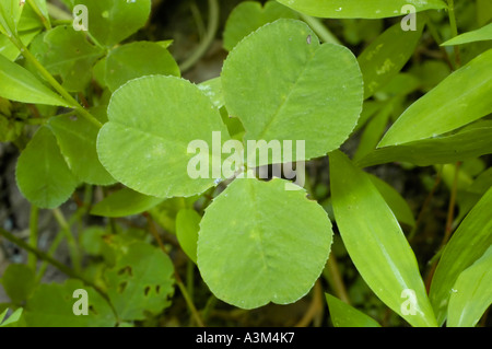 Running buffalo clover Stock Photo - Alamy