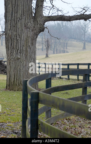 Curved Wooden Horse Fence winding around a large bur oak Stock Photo ...