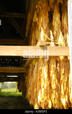 Curing golden burley tobacco Stock Photo - Alamy